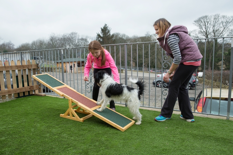 "Dog-Stacle" Course - Rupert's Dog Shop & Dog Grooming Spa